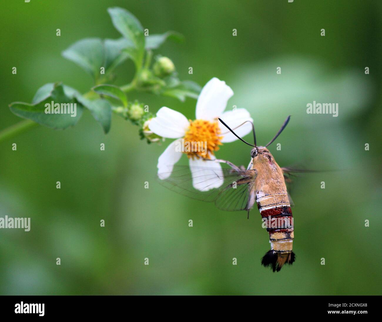 Moths flying flowers hi-res stock photography and images - Alamy