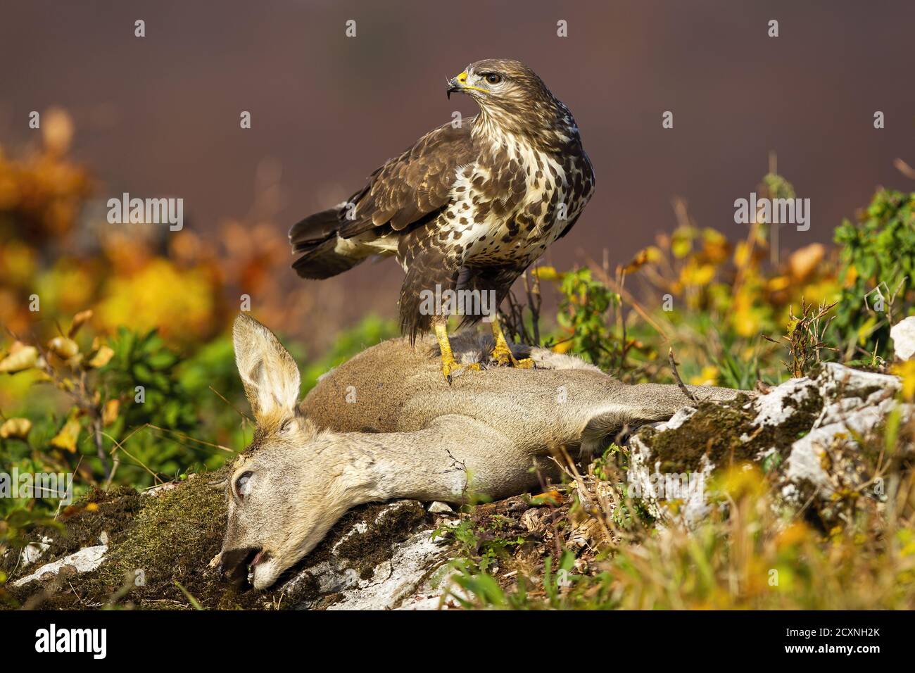Dead doe hi-res stock photography and images - Alamy