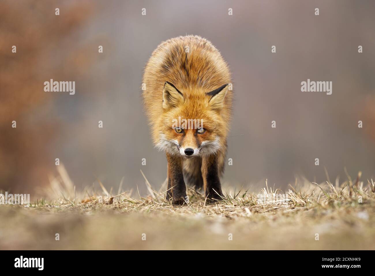 Red fox standing staring camera hi-res stock photography and images - Alamy