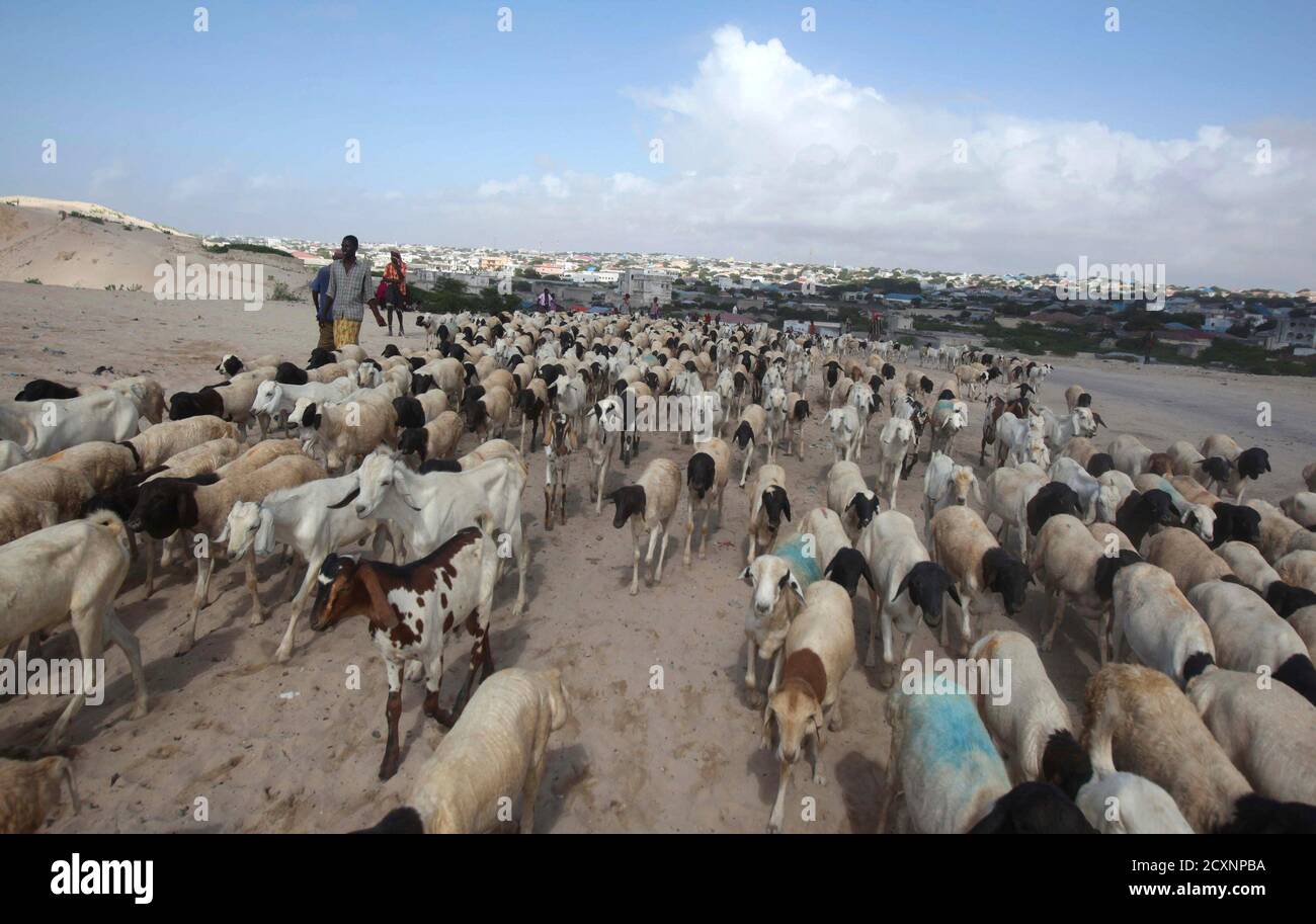 Cattle camels somalia hi-res stock photography and images - Alamy