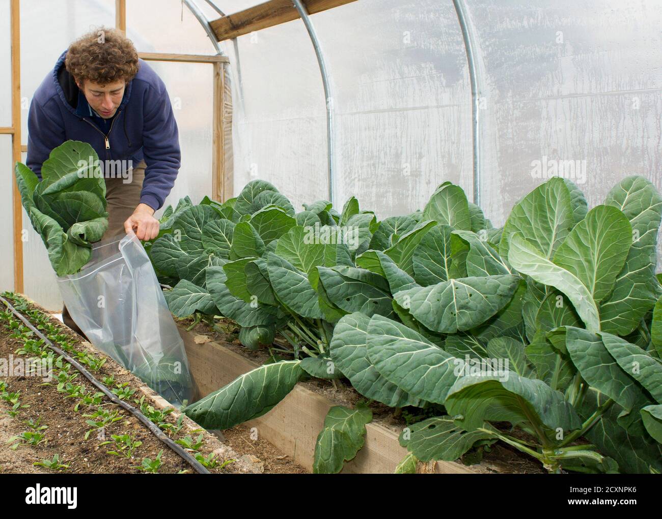 Tom greenhouse hi-res stock photography and images - Alamy