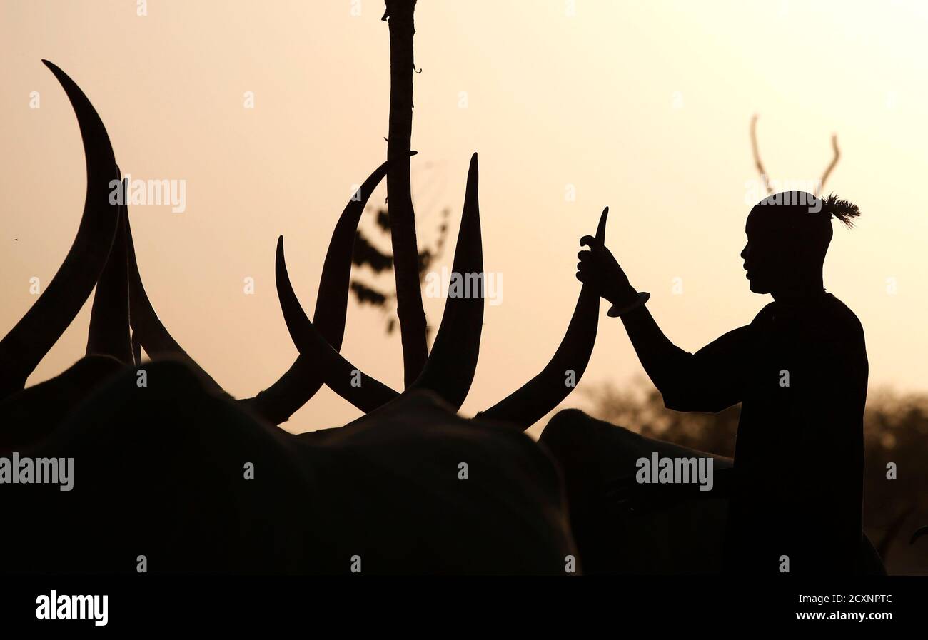Dinka cows hi-res stock photography and images - Alamy