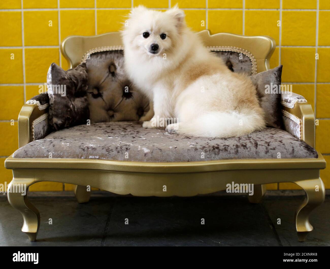German spitz dog hi-res stock photography and images - Alamy