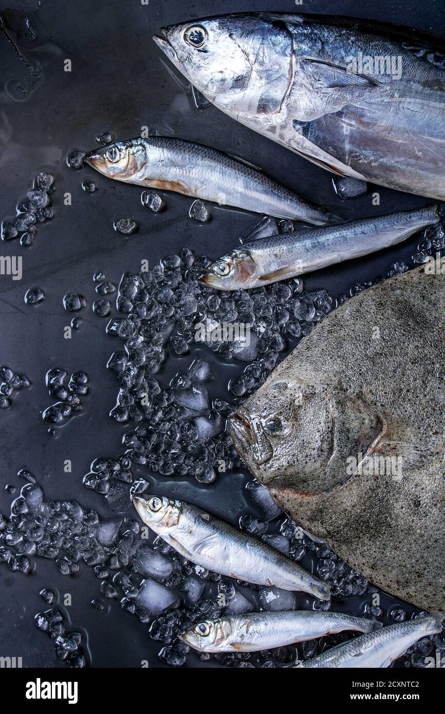 Raw fresh tuna, herring and flounder fish on crushed ice over dark wet ...