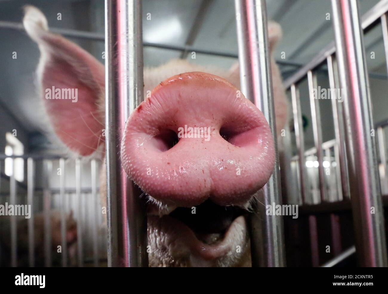 Pig plus hi-res stock photography and images - Alamy