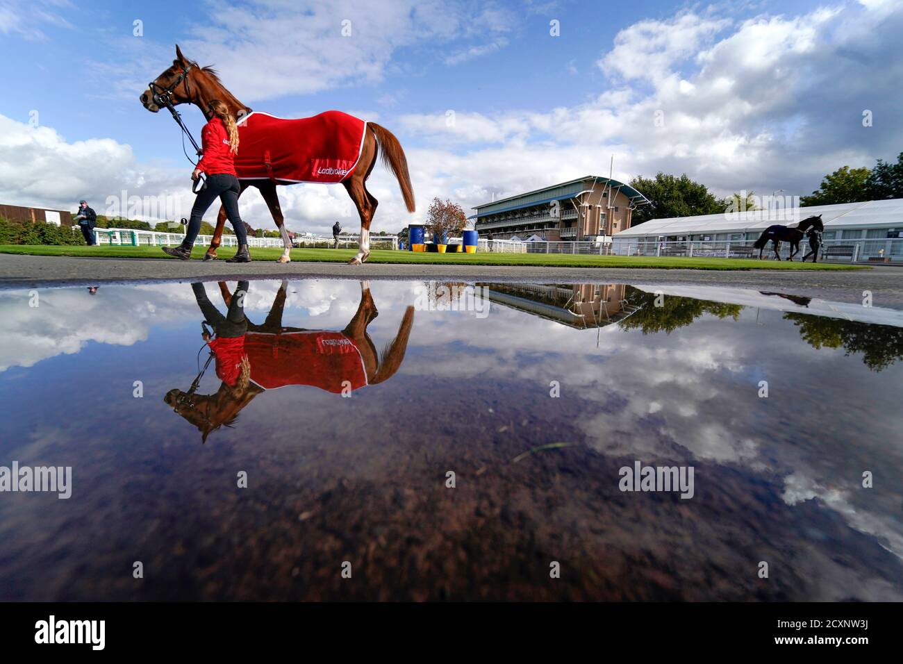 A horse stretches its legs in the pre parade ring before the first race ...