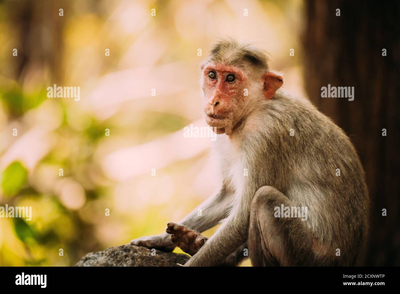 Goa, India. Old Bonnet Macaque Monkey - Macaca Radiata Or Zati. Close ...