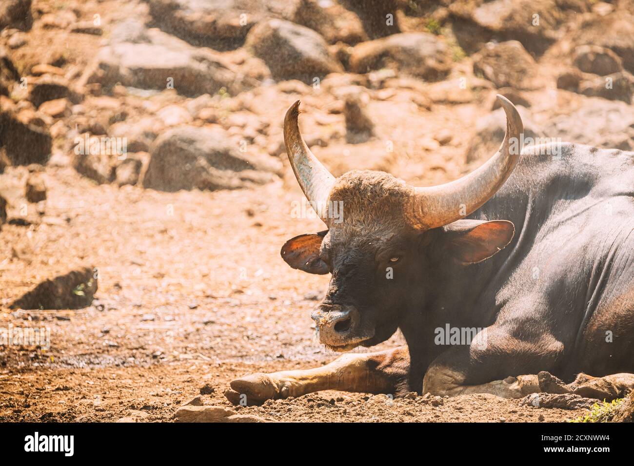 Goa, India. Gaur Bull, Bos Gaurus Or Indian Bison Resting On Ground. It ...