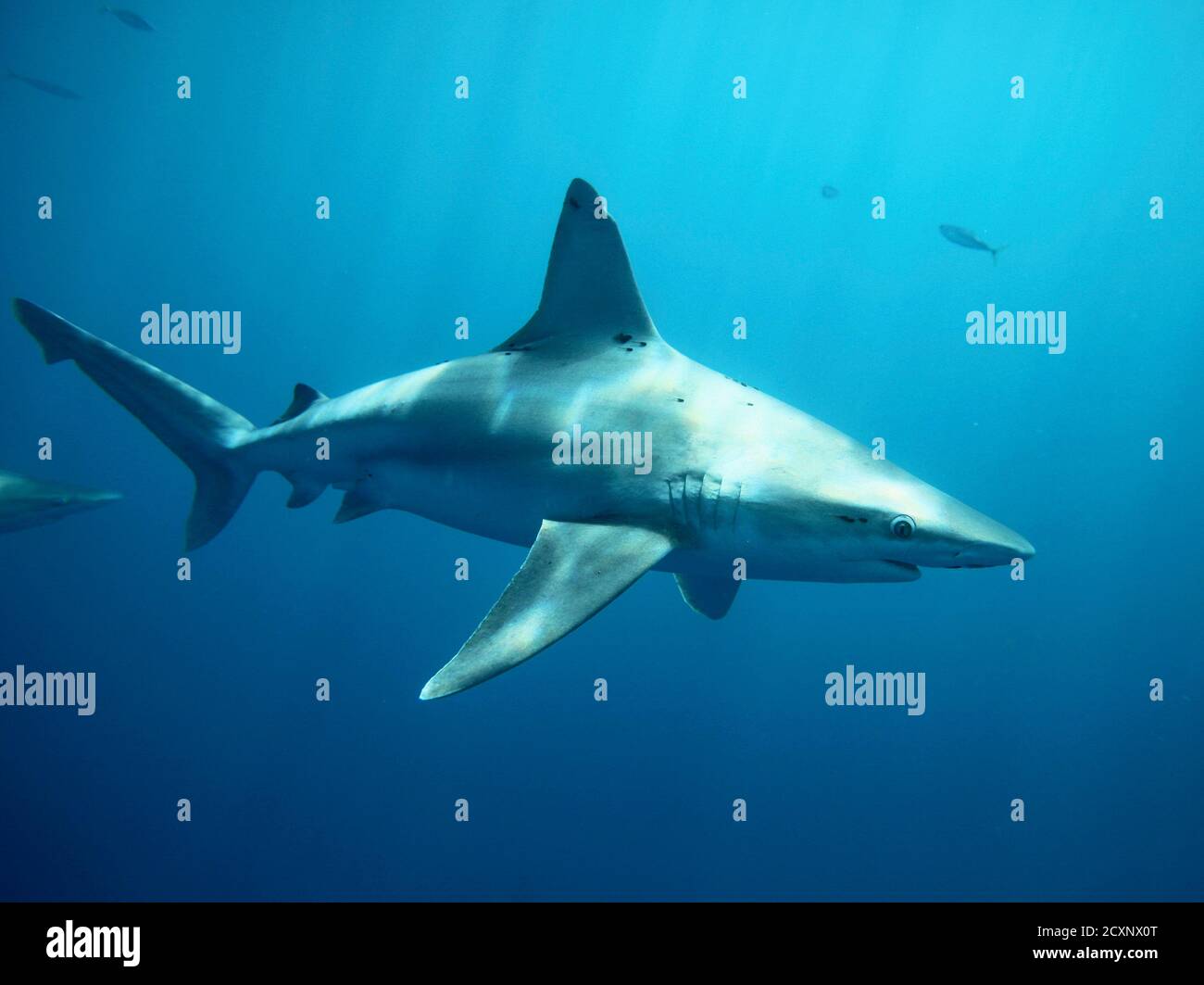 Shark form hi-res stock photography and images - Alamy
