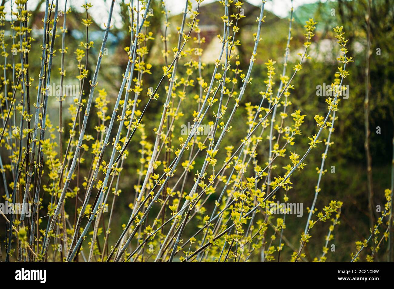 Young Spring Green Leaf Leaves Growing In Branches Of Forest Bush Plant ...