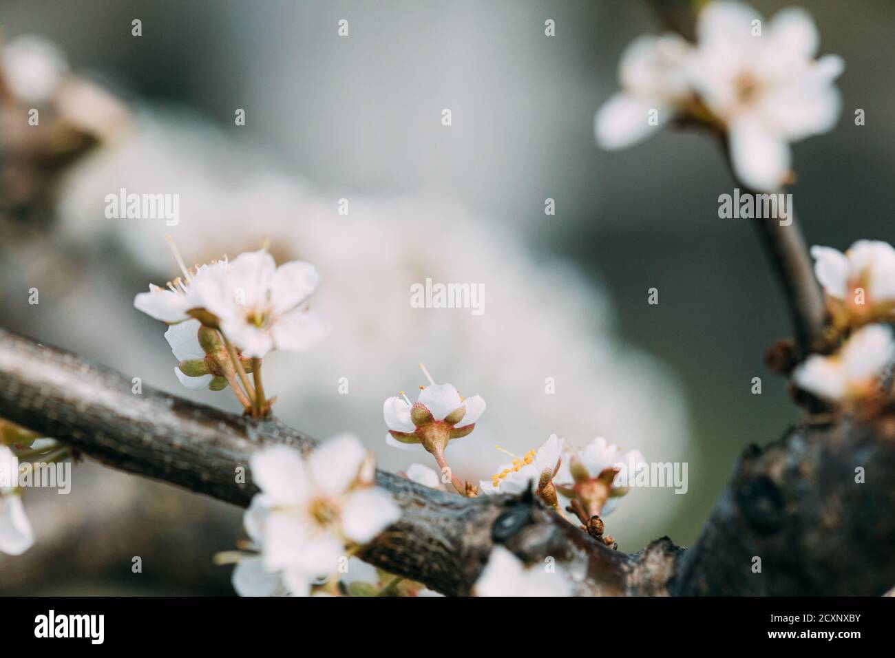 White Young Spring Flowers Of Prunus subg. Cerasus Growing In Branch Of ...
