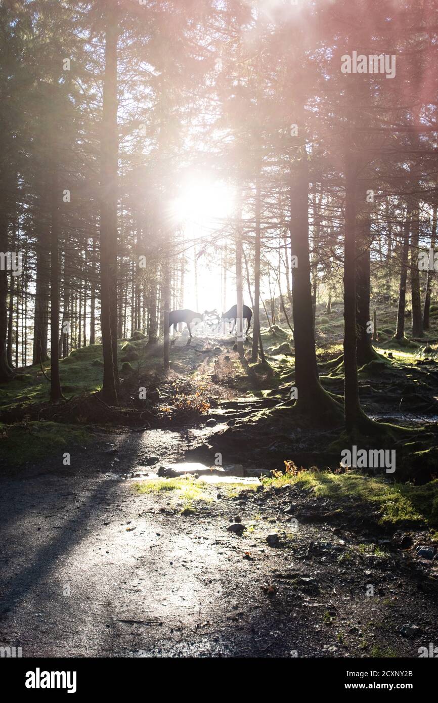 Deer clashing antlers in Norwegian pine forest. Long shot. Silhouette ...