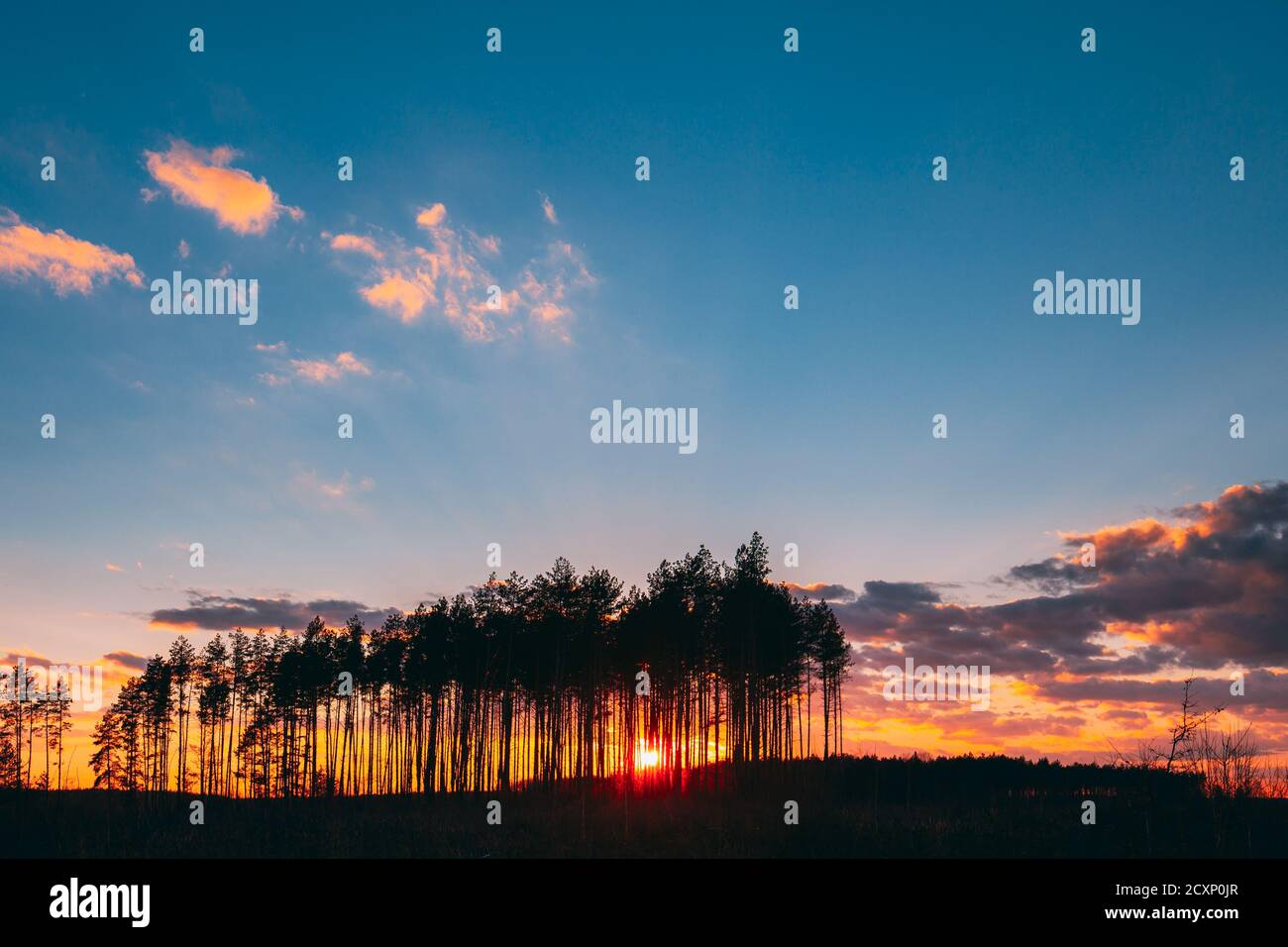 Sunset Sunrise In Pine Forest. Sun Sunshine In Sunny Spring Coniferous ...