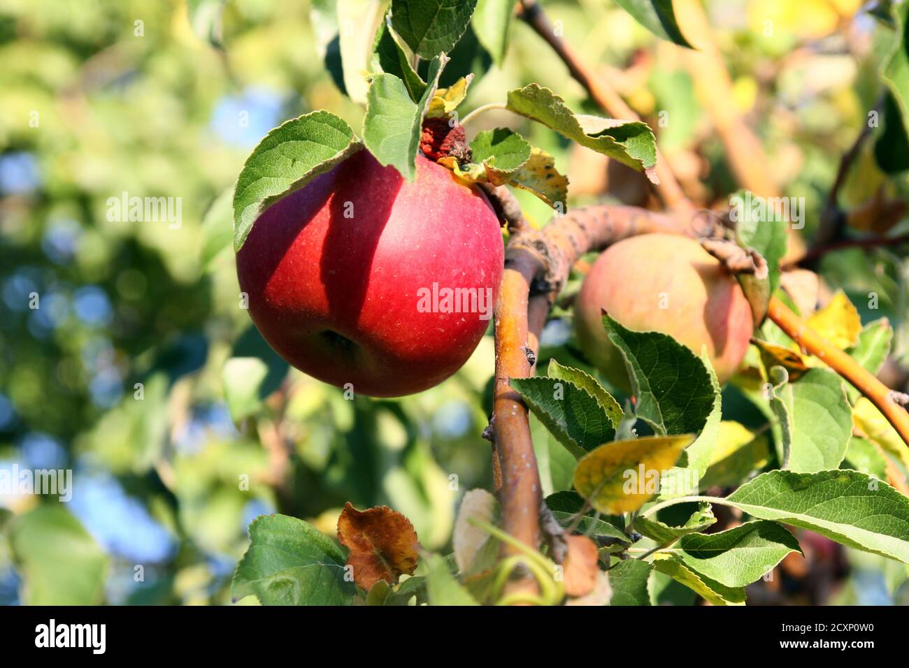 red apple in the tree, close up Stock Photo - Alamy