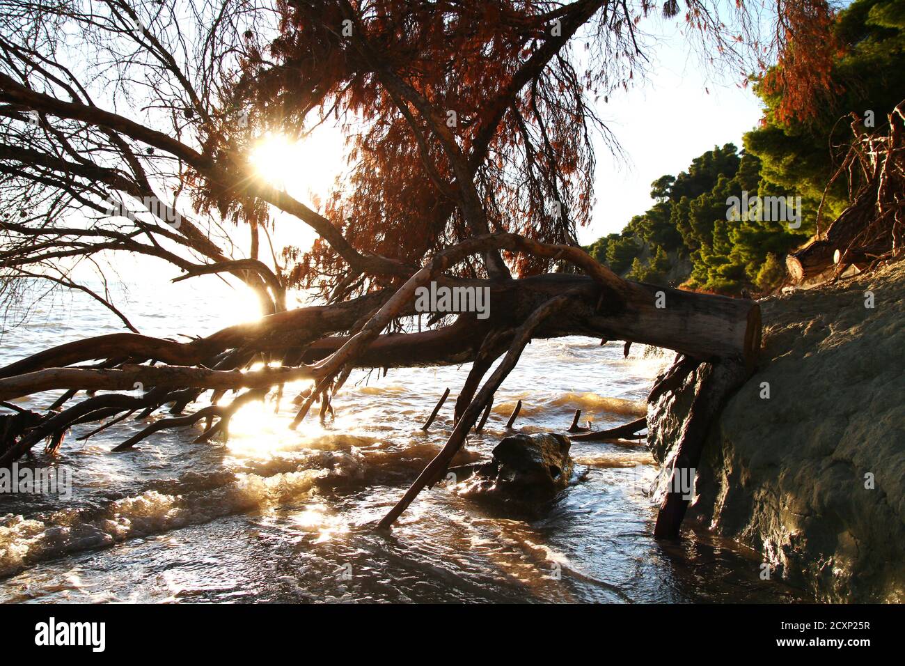 sea sunset death tree, landscape natural background Stock Photo - Alamy