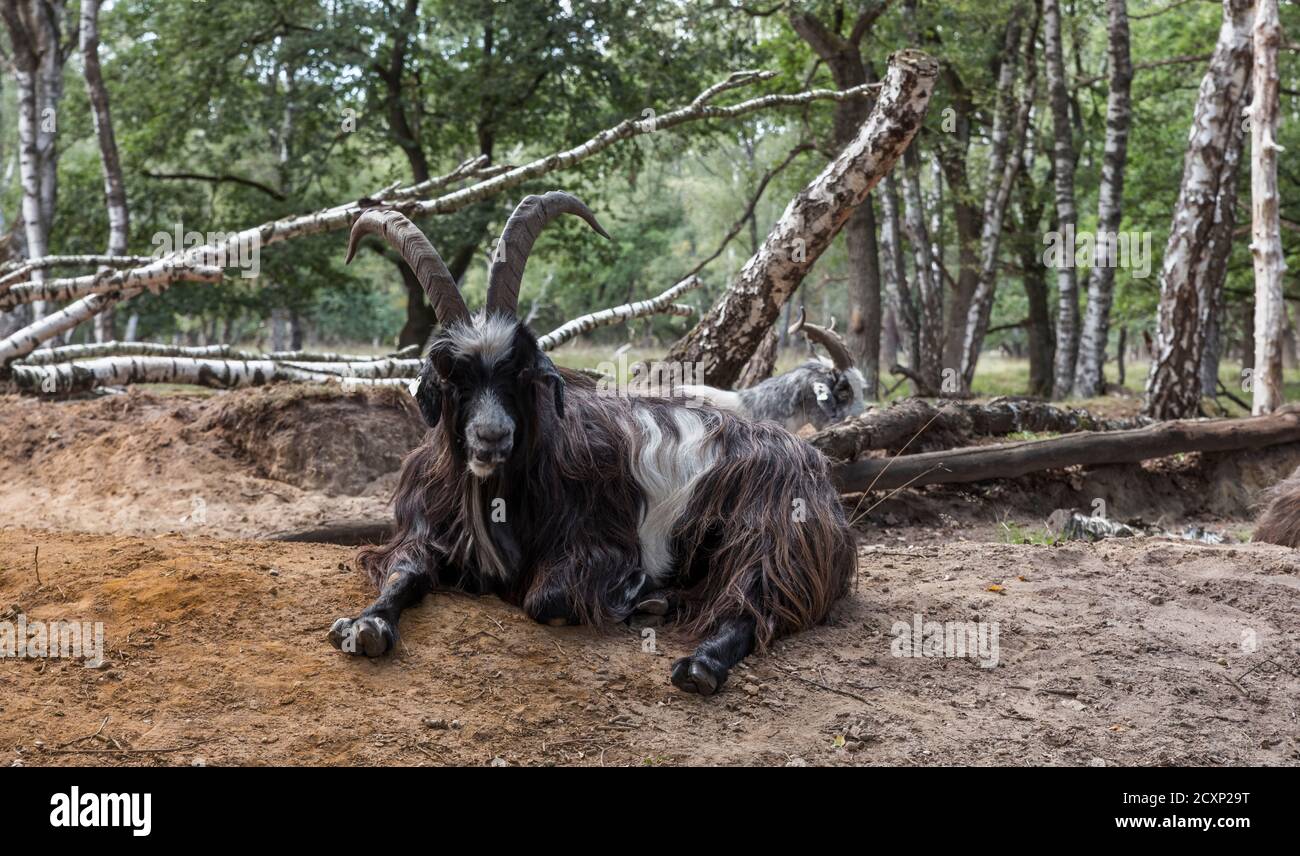 Male goat hi-res stock photography and images - Alamy