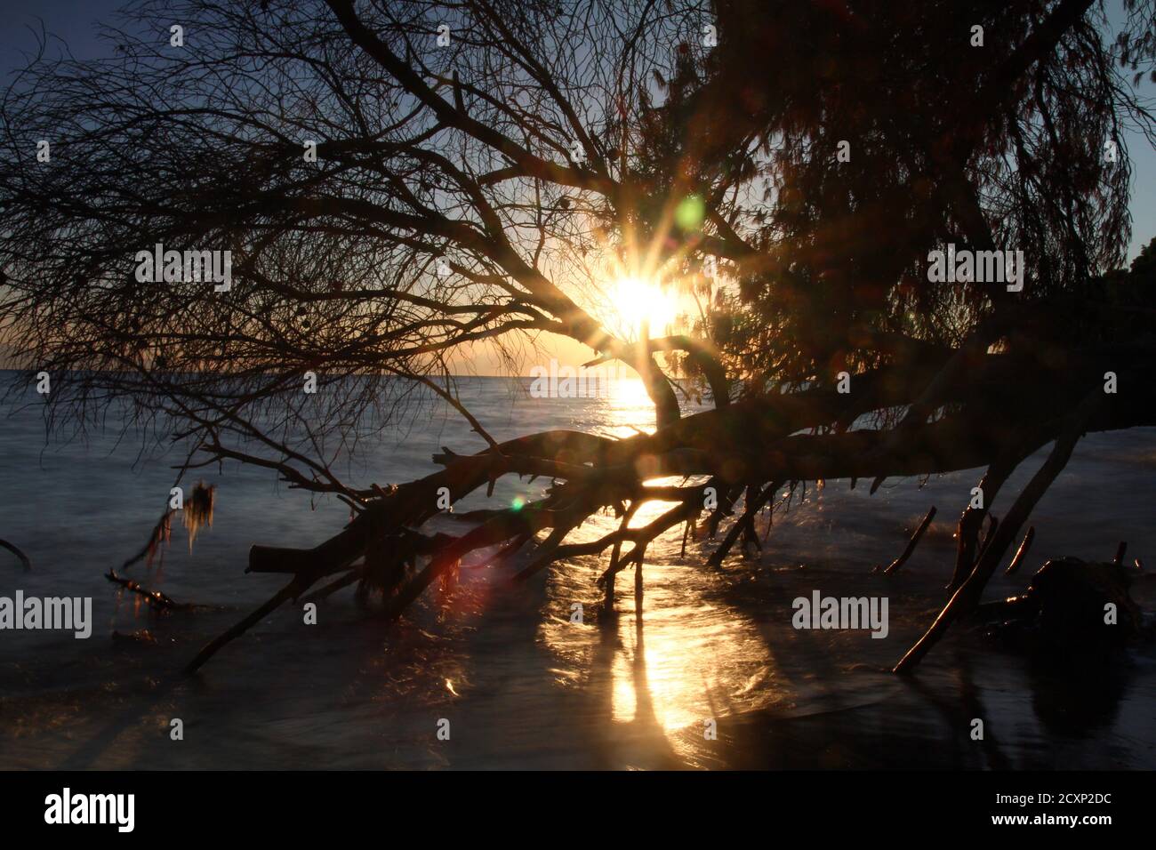 sea sunset death tree, landscape natural background Stock Photo - Alamy