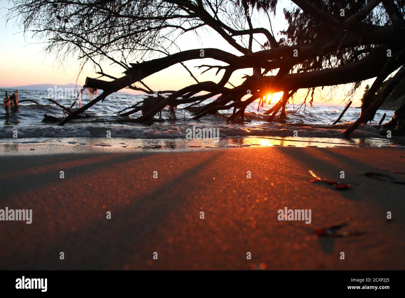 sea sunset death tree, landscape natural background Stock Photo - Alamy