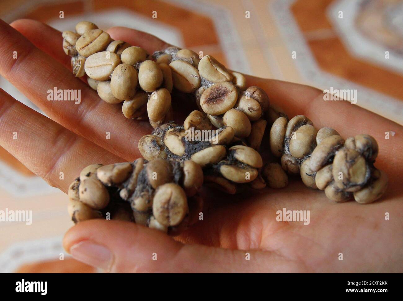 Vietnam weasel coffee hi-res stock photography and images - Alamy