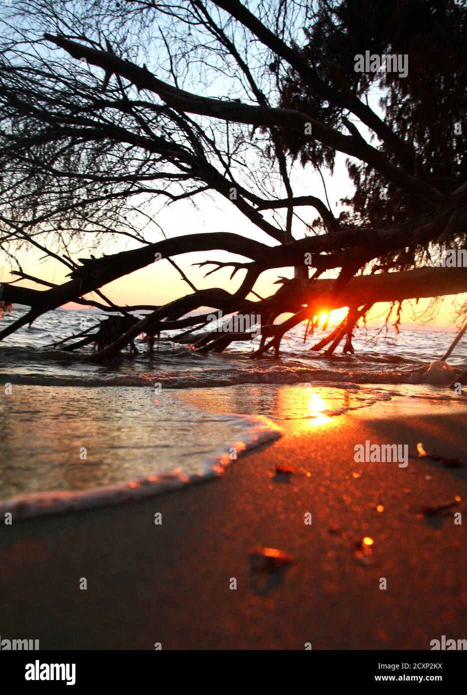 sea sunset death tree, landscape natural background Stock Photo - Alamy