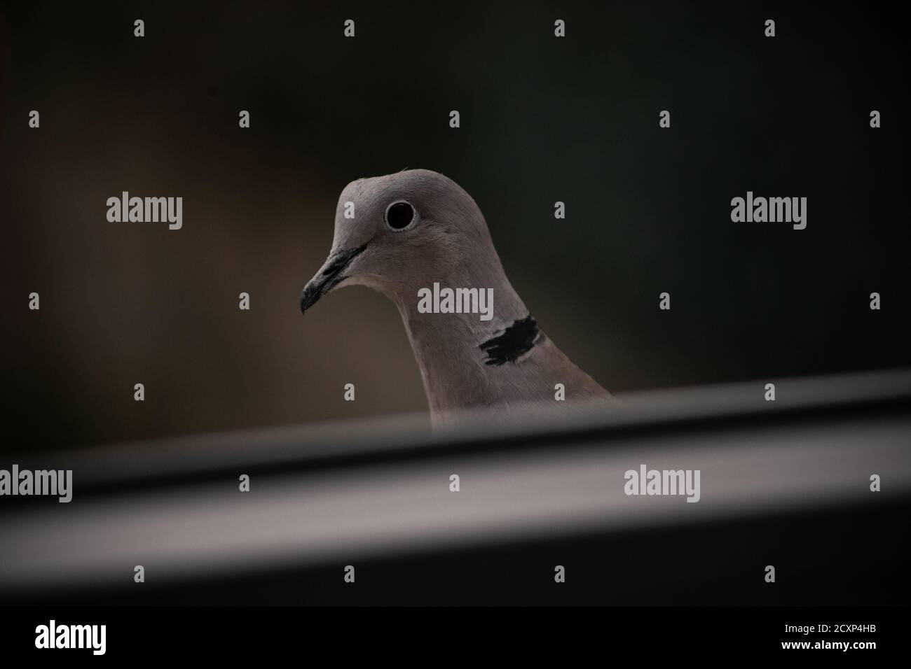 Closeup portrait of a cute Eurasian collared dove Stock Photo - Alamy