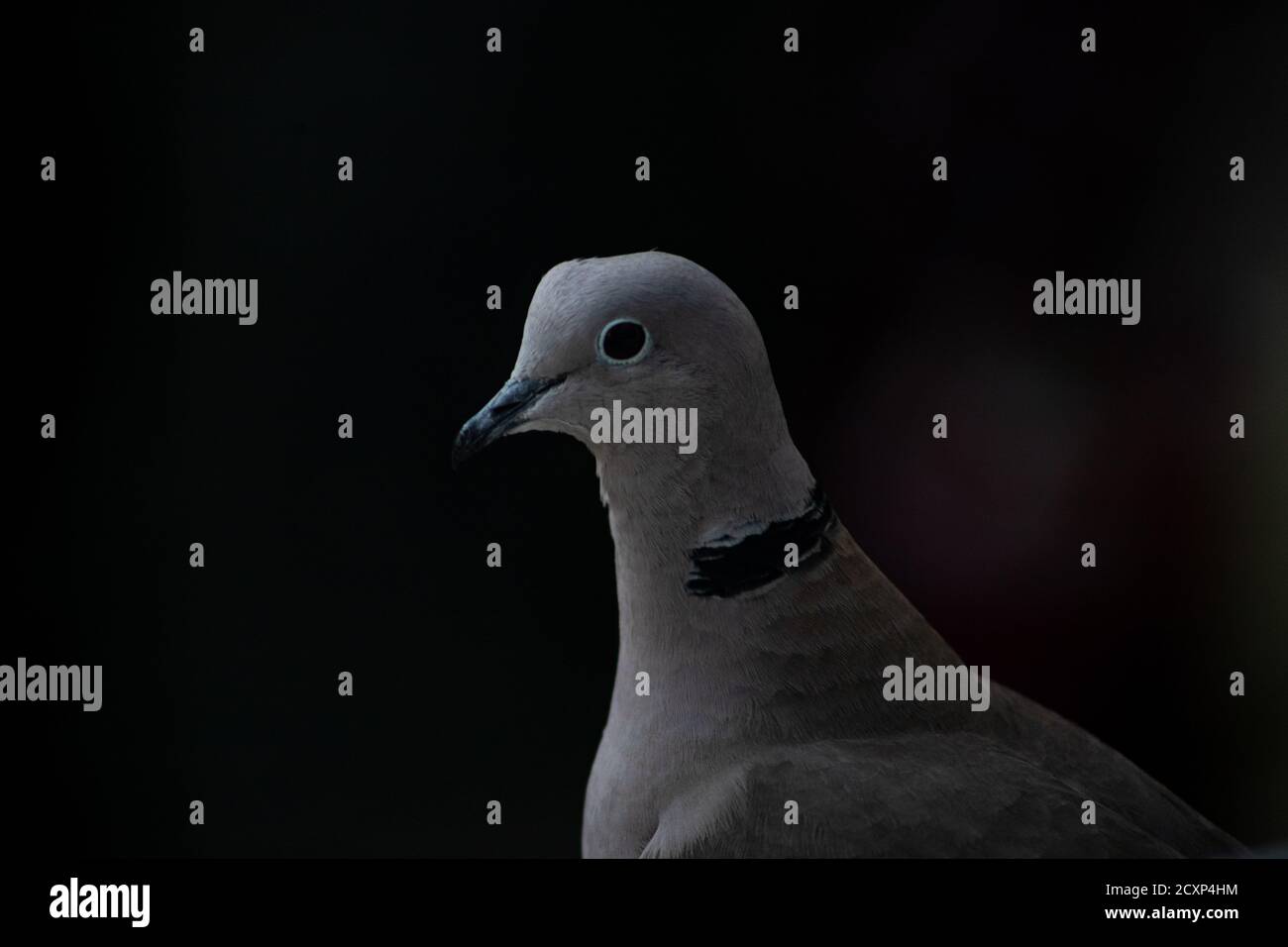 Closeup portrait of a cute Eurasian collared dove Stock Photo - Alamy