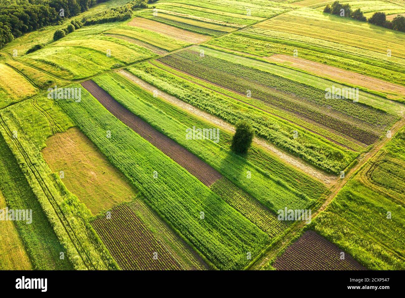 Aerial view of green agricultural fields in spring with fresh ...