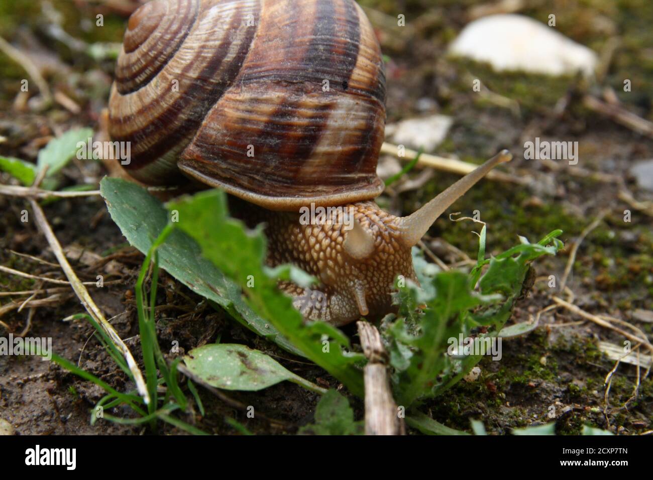 snail on the ground, macro close up Stock Photo - Alamy