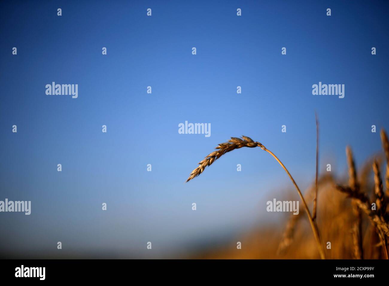 Soft red winter wheat hi-res stock photography and images - Alamy