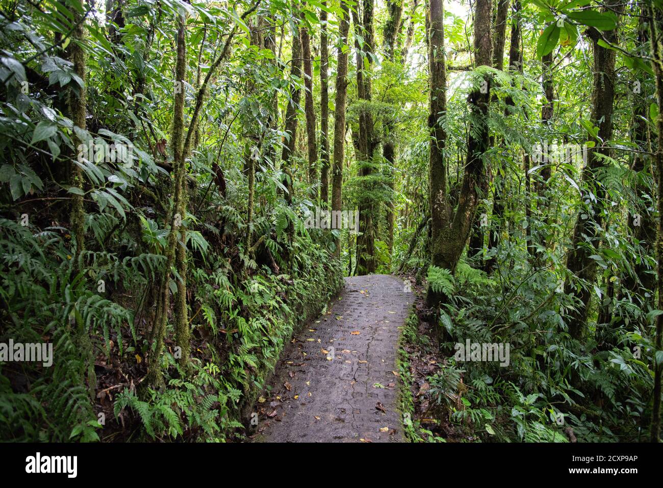 Forest path overgrown with moss hi-res stock photography and images - Alamy