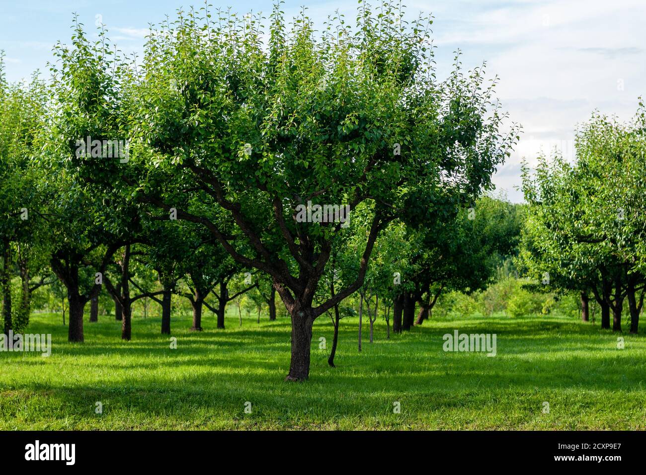 lines of pear trees in summer orchard Stock Photo - Alamy