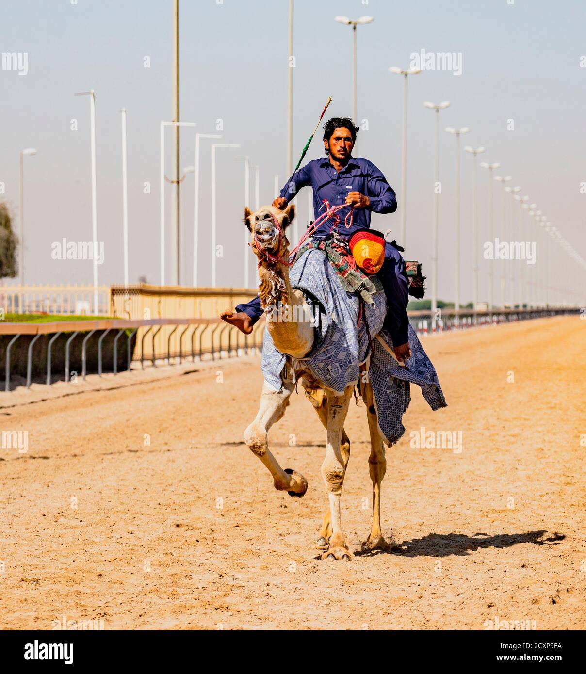 Camel competitions hi-res stock photography and images - Alamy