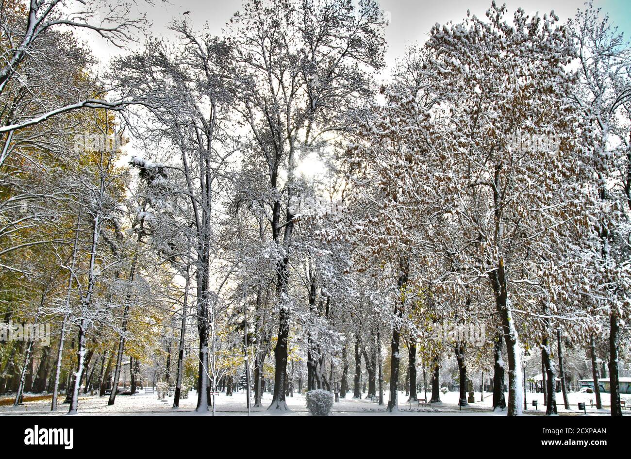 Snow in the Park, winter park in snow Stock Photo - Alamy