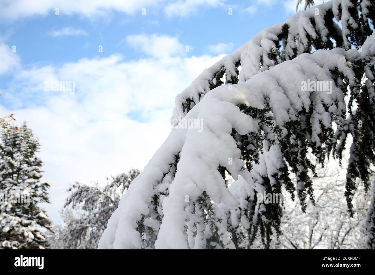beautiful trees after the winter snow storm Stock Photo - Alamy