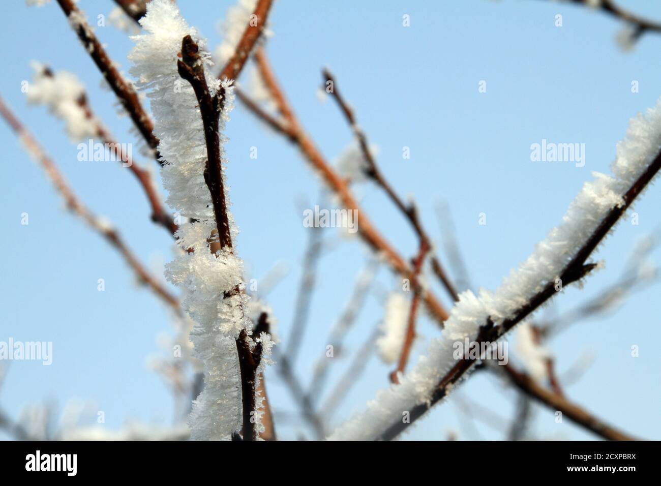 beautiful trees after the winter snow storm Stock Photo - Alamy