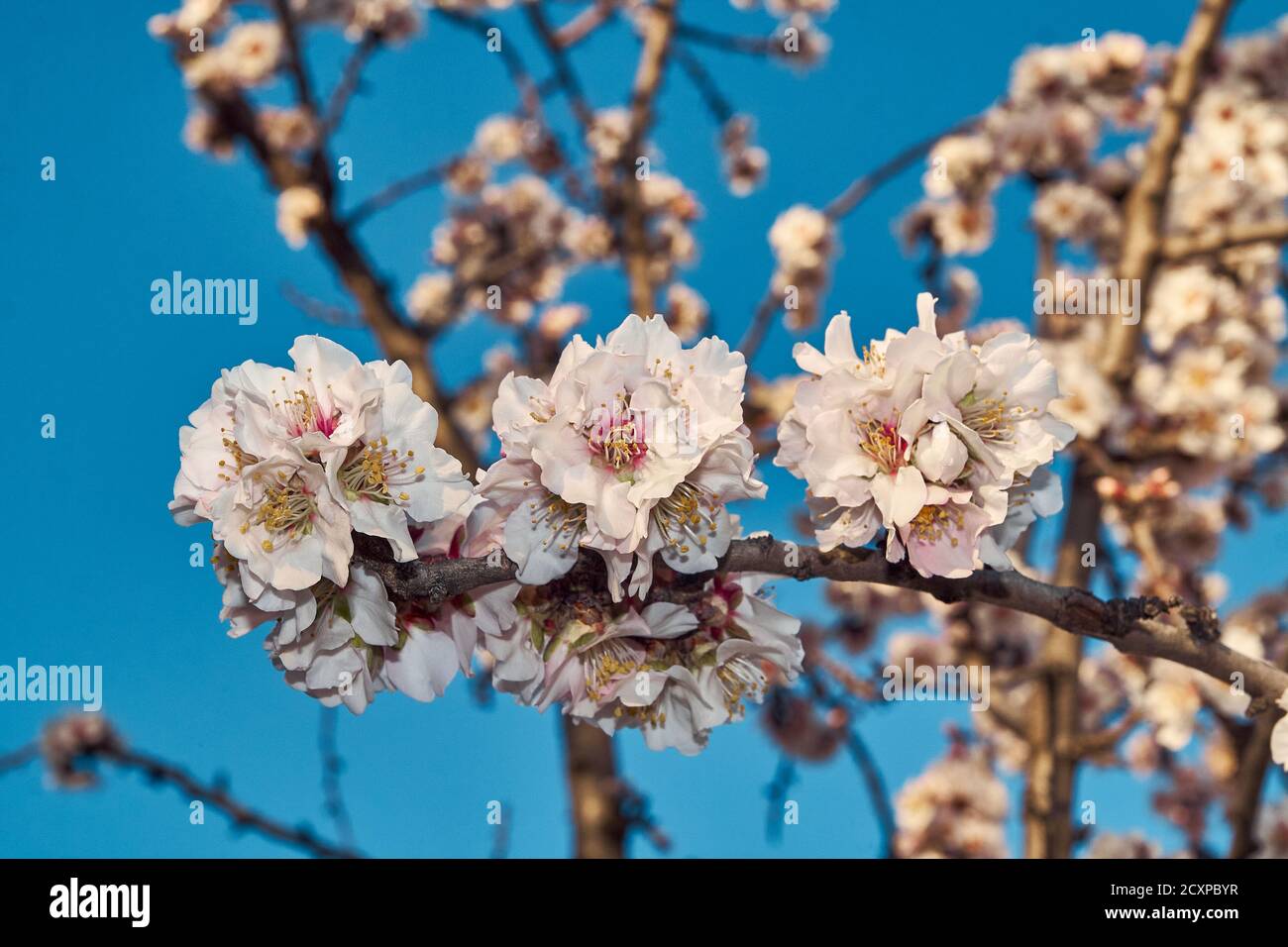 almond tree flower photography Stock Photo - Alamy