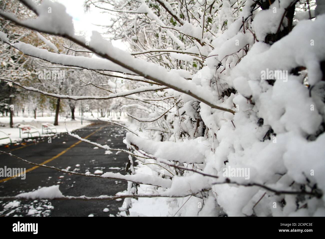 Fir trees after snow storm hi-res stock photography and images - Alamy