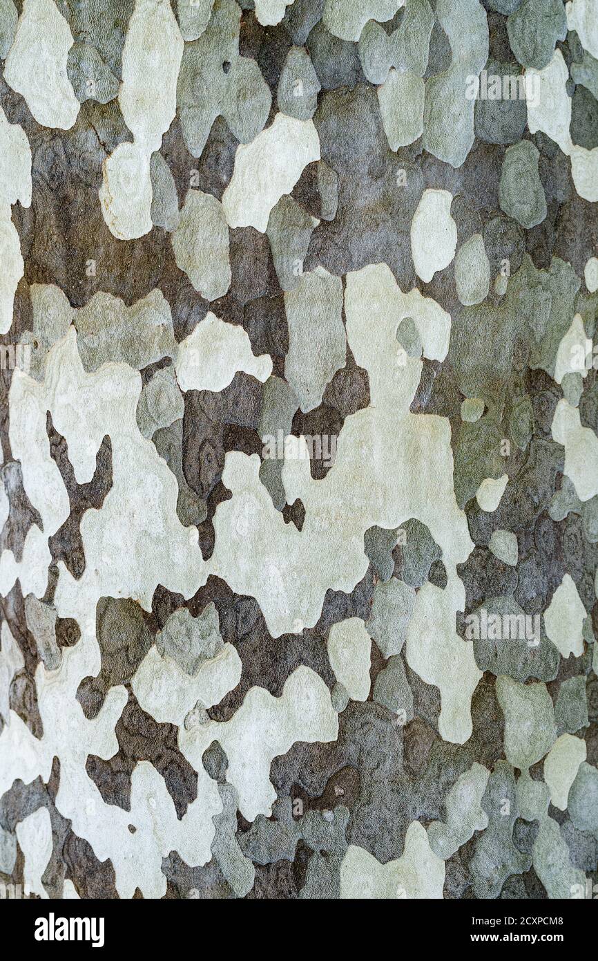 Platanus Occidentalis Bark Trees – Platanus Occidentalis