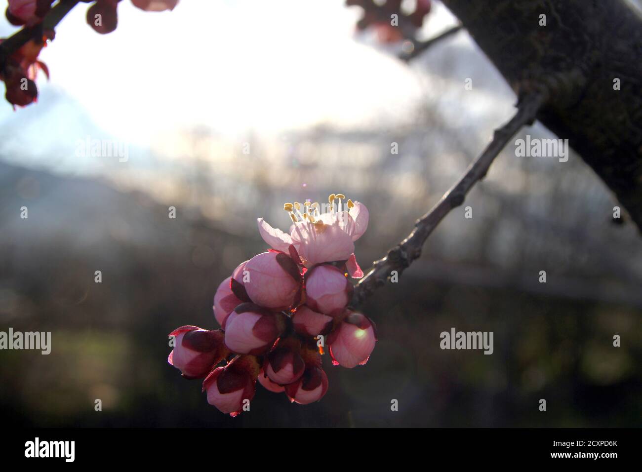 Cherry blossoms at beautiful day in spring Stock Photo - Alamy