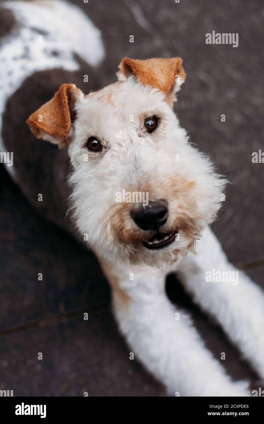 Wire haired terrier hi-res stock photography and images - Alamy