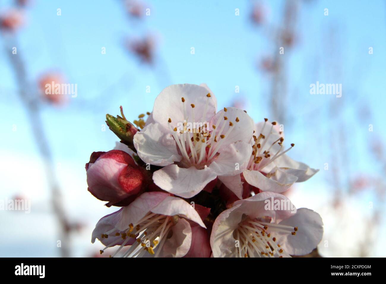 Cherry blossoms at beautiful day in spring Stock Photo - Alamy