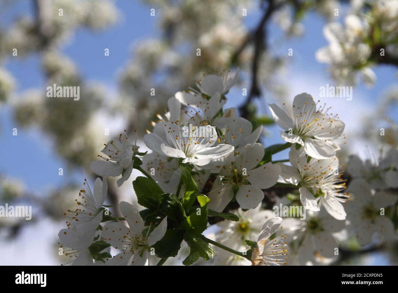 Cherry blossoms at beautiful day in spring Stock Photo - Alamy