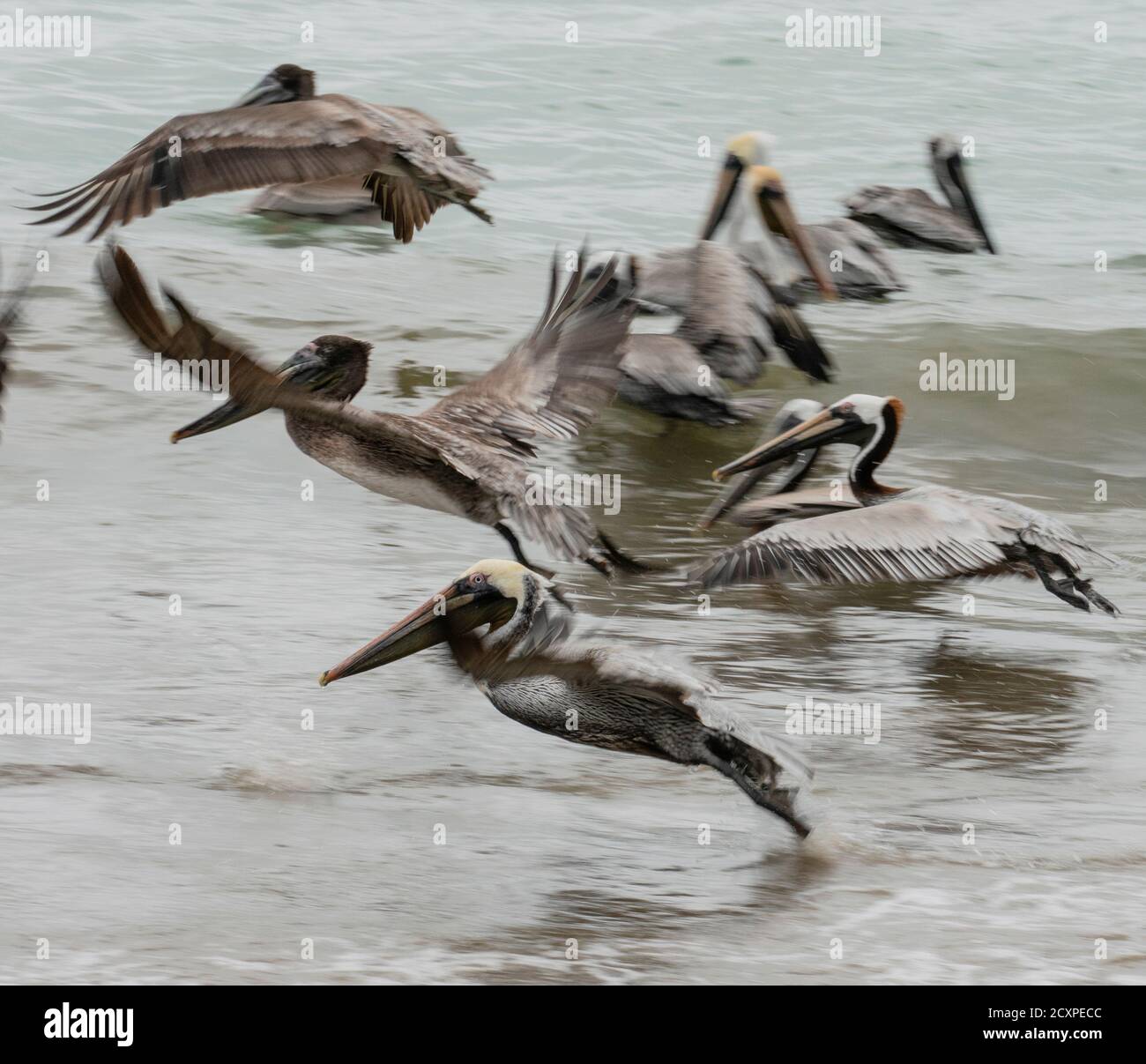 Brown pelicans sit in ocean in shallow water, or take flight in Puerto ...