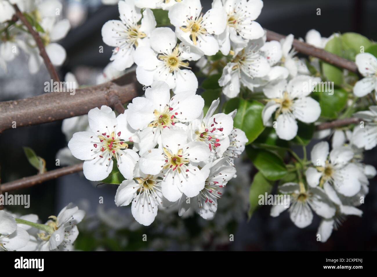 Cherry blossoms at beautiful day in spring Stock Photo - Alamy