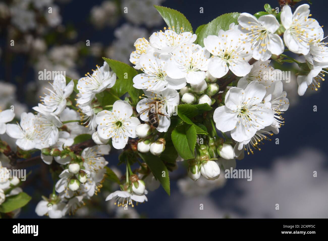 Bees flying into flower close up macro Stock Photo - Alamy