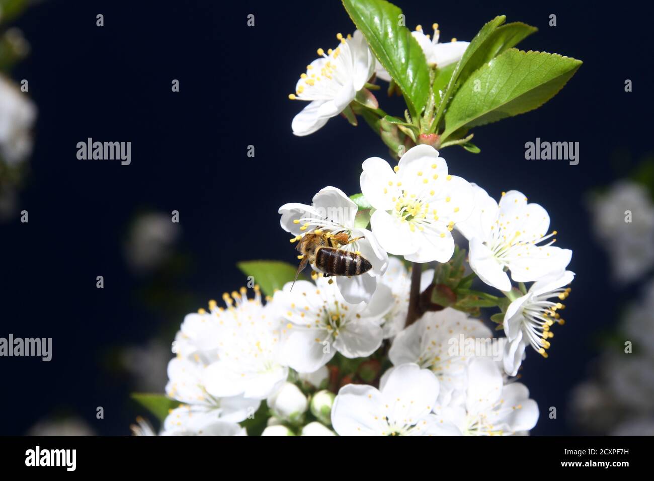 Bees flying into flower close up macro Stock Photo - Alamy