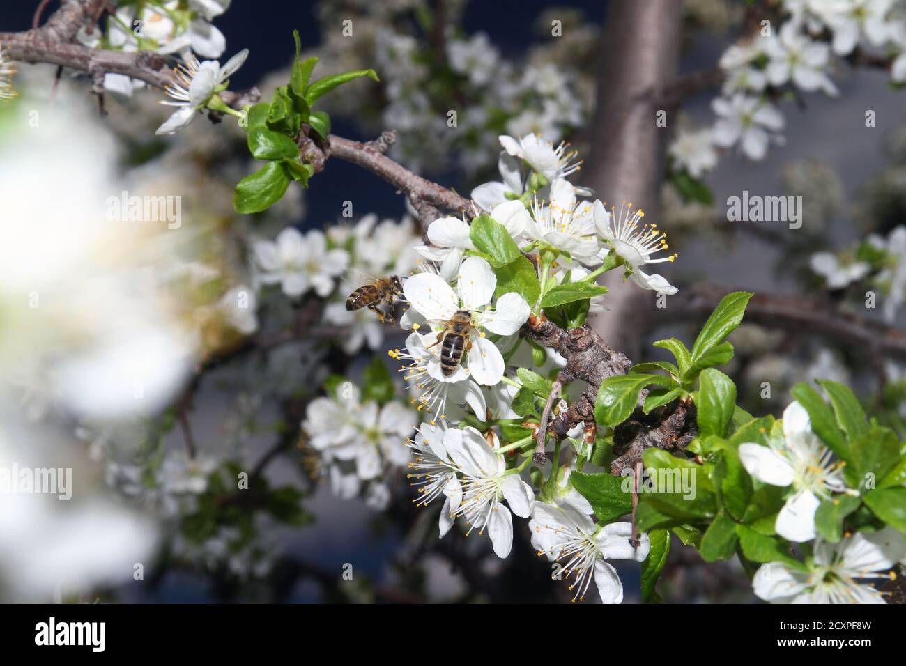 Bees flying into flower close up macro Stock Photo - Alamy