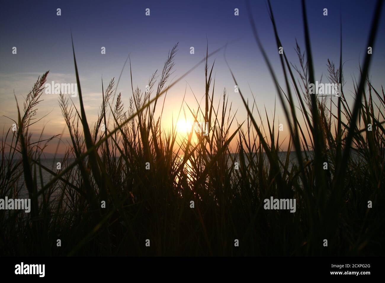 gold sunset grass sea on the beach Stock Photo - Alamy