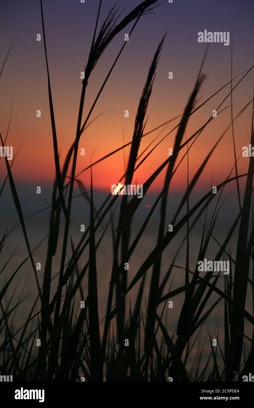 gold sunset grass sea on the beach Stock Photo - Alamy