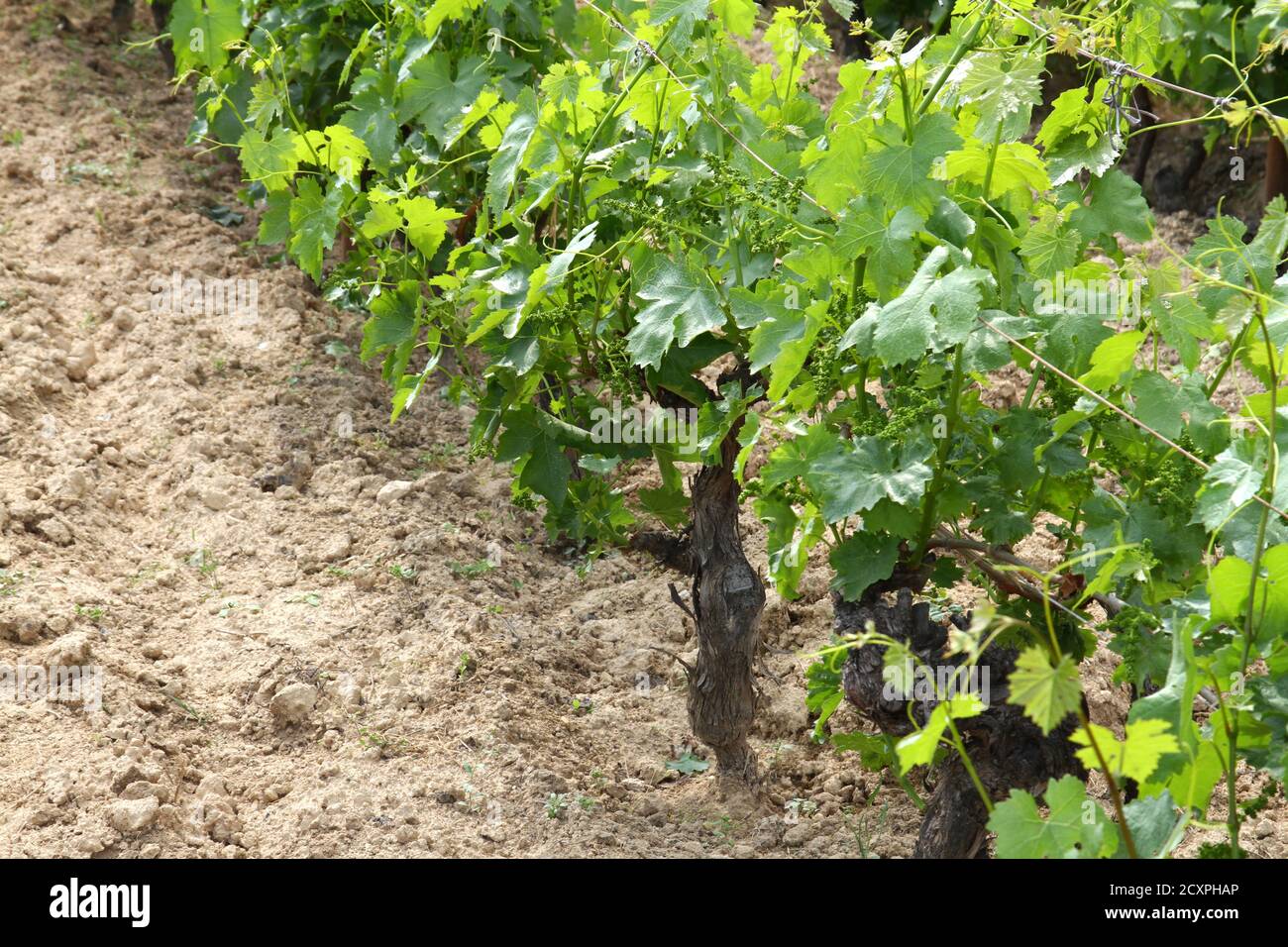 vines leaves in autumn close up macro Stock Photo - Alamy